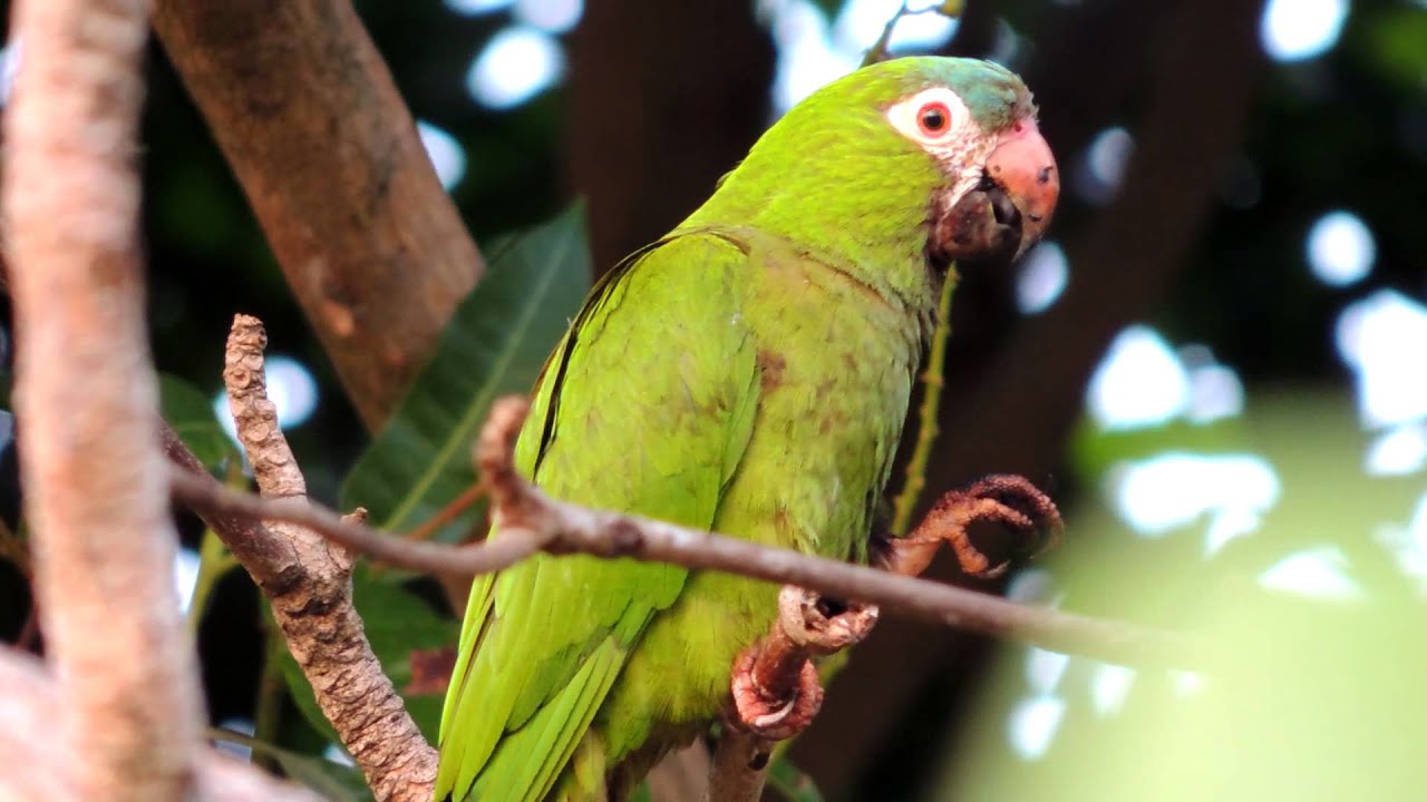 Blue-crowned Parakeet - Aratinga acuticaudata - Bogota Birding - YouTube
