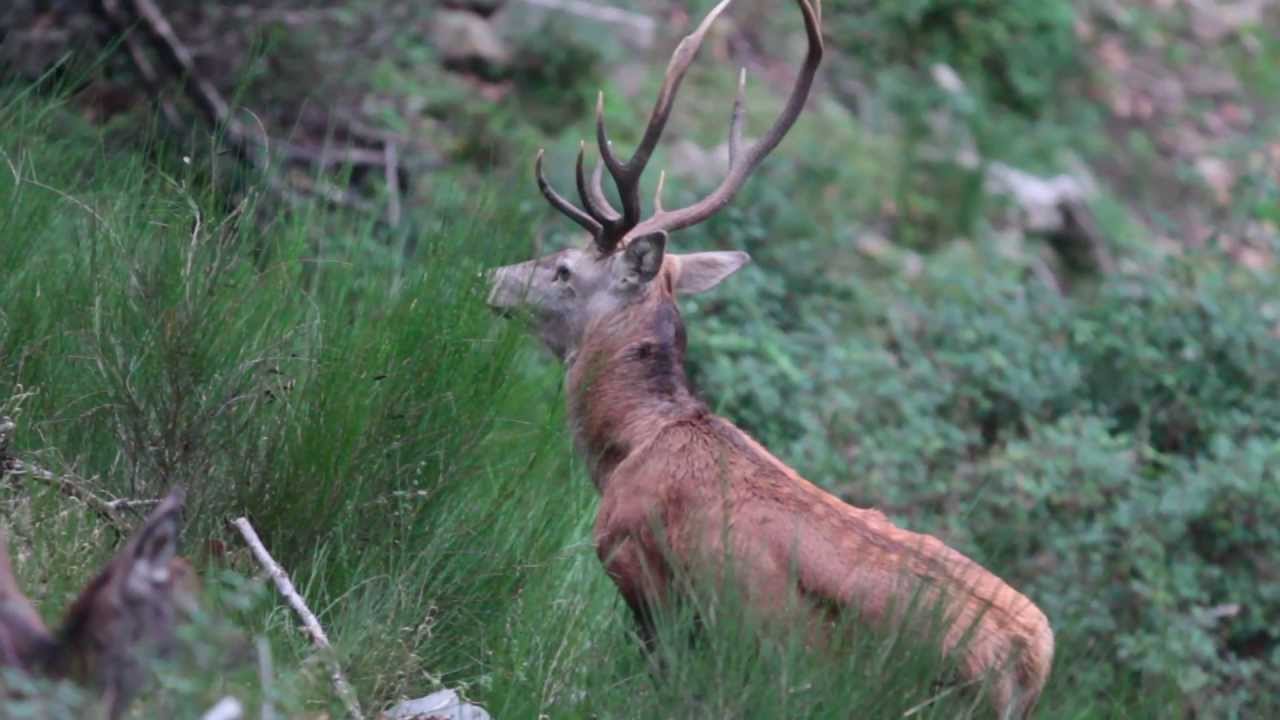 Bramito 2013 - Appennino Toscoemiliano - Cervo in amore - YouTube