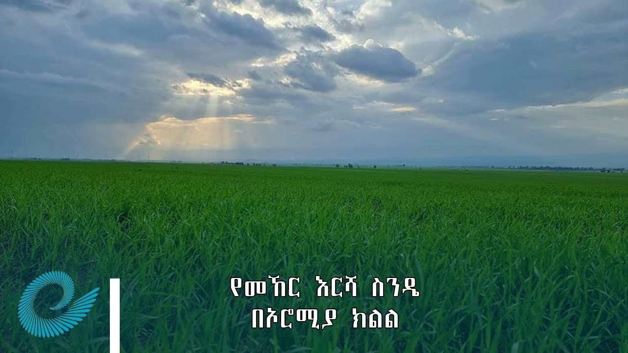 የመኸር እርሻ ስንዴ በኦሮሚያ ክልል - YouTube