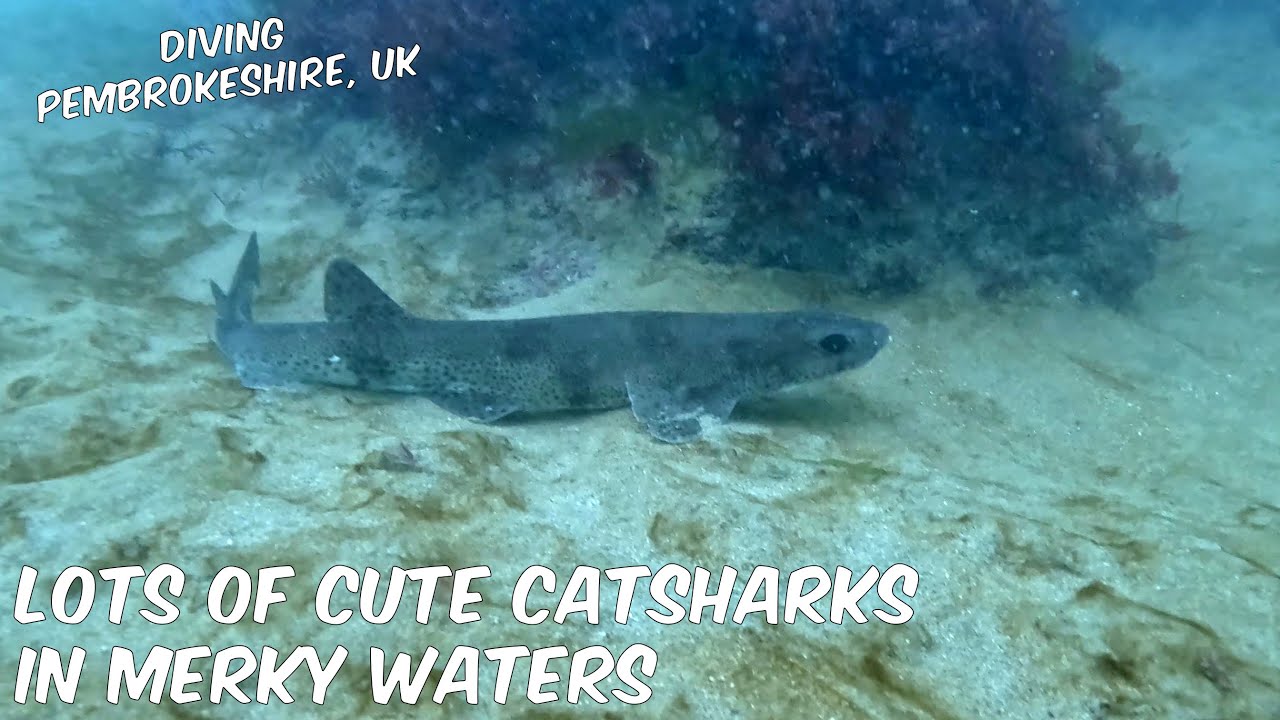 Diving Stackpole Quay, Pembrokeshire, UK - Lots of Cute Catsharks in Merky Waters - YouTube