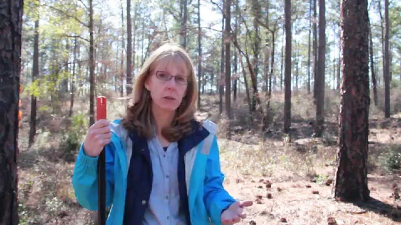 What to Consider Before Raking for Pine Straw - YouTube