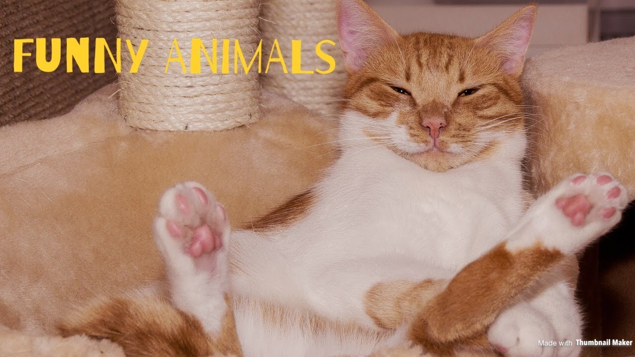 Funny animals | Hindi dubbed | talking animals | chetan sehgal vines ...