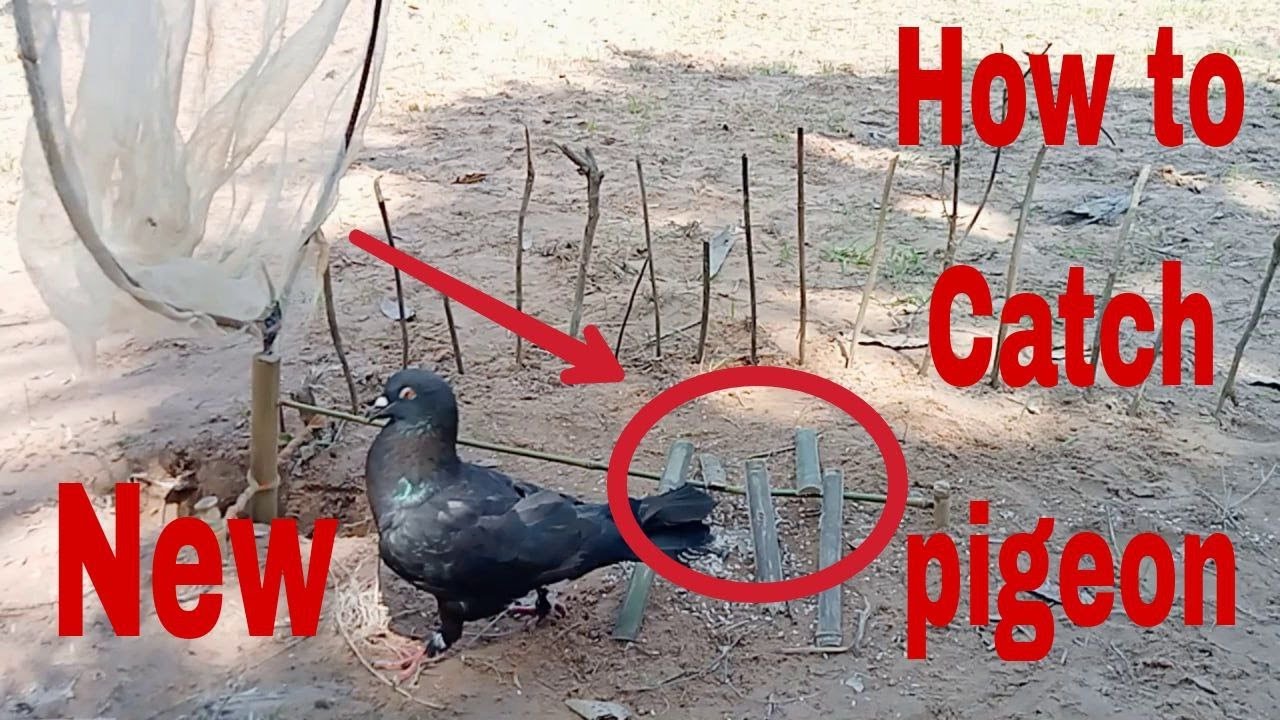 NEW!!How to catch pigeon, In Rural - YouTube