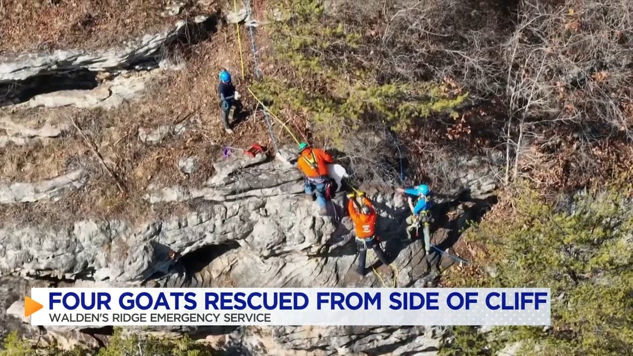 Goats rescued after being stranded on ledge for almost 2 weeks - YouTube