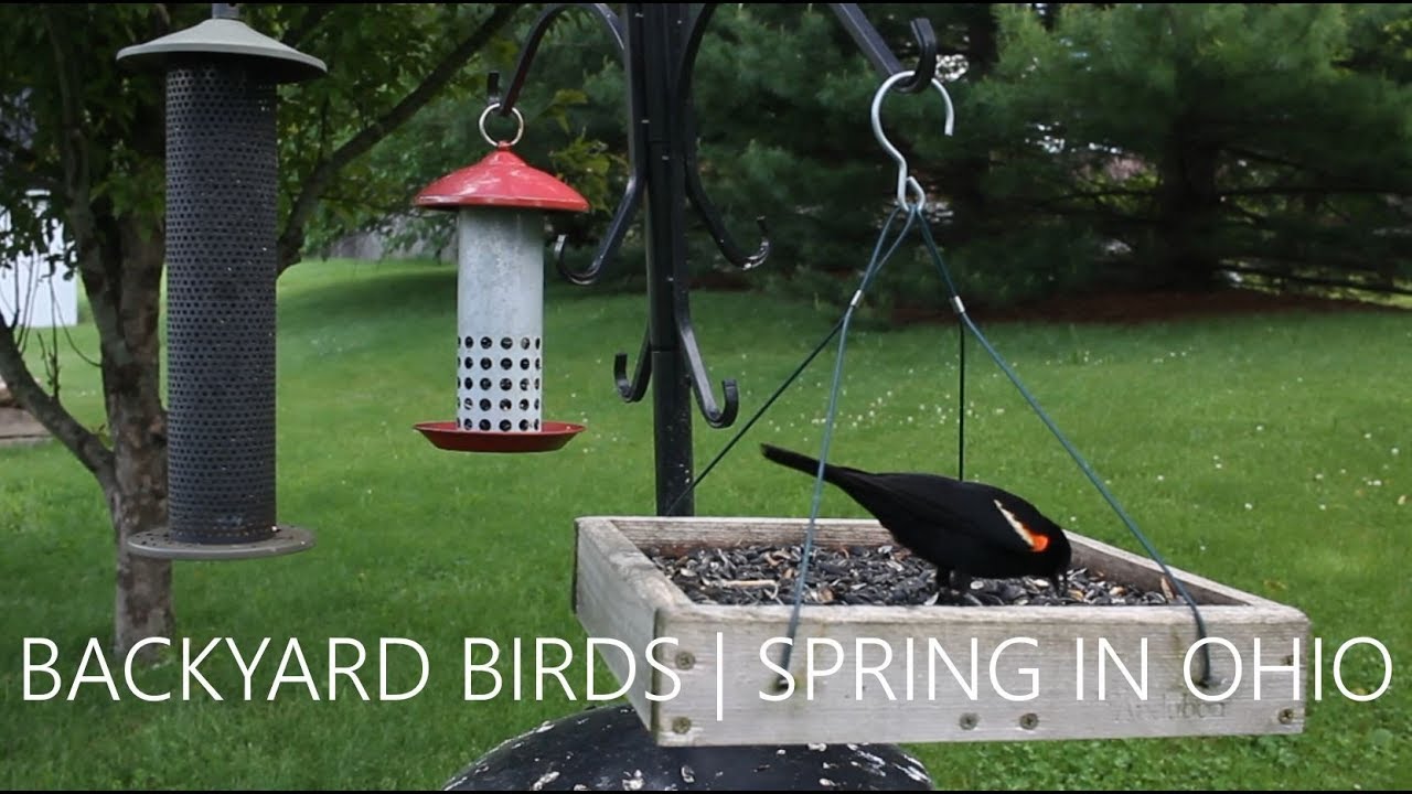Backyard Birds | Spring in Ohio - YouTube
