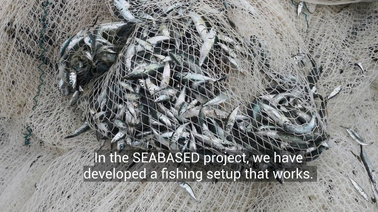 SEABASED Project Results – Fishing Stickleback - YouTube