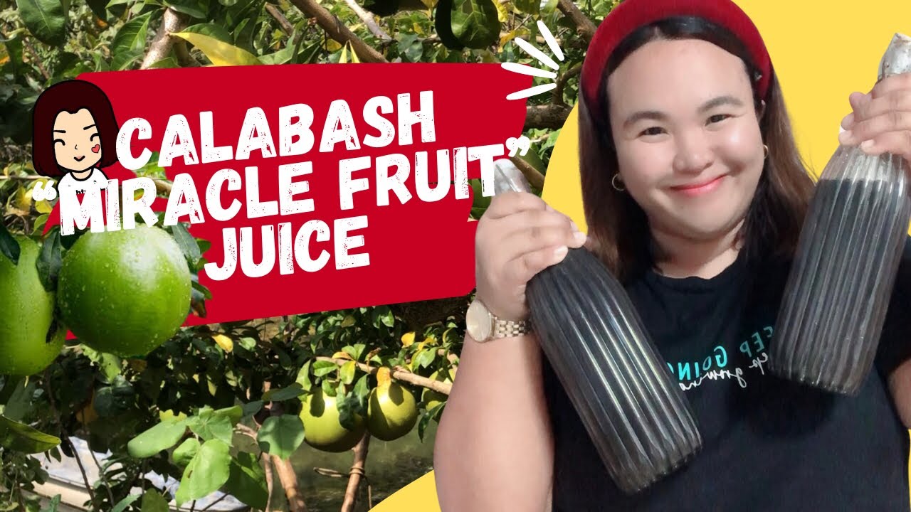 CALABASH/ MIRACLE FRUIT| Easiest Way to Make Calabash/Miracle Fruit ...