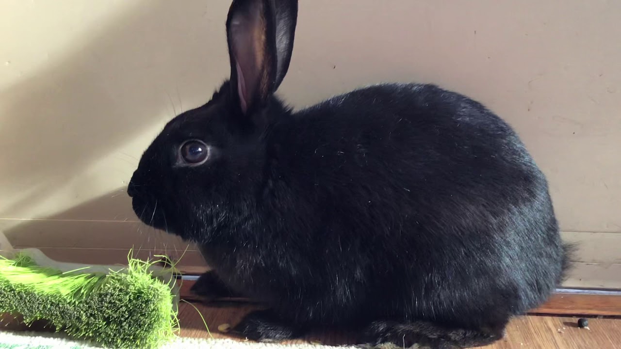 Spike The Bunny - YouTube