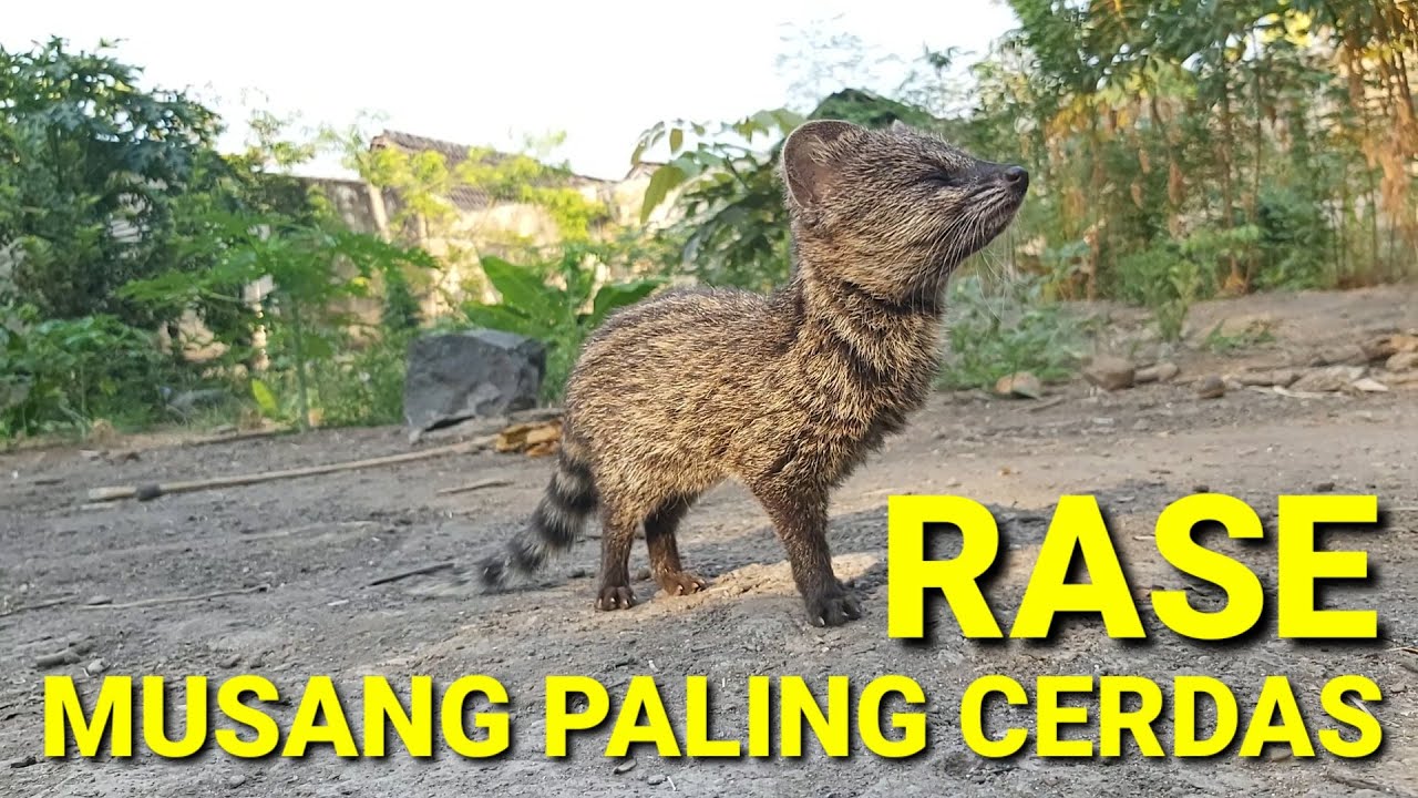 Musang Rase Ternyata Secerdas Ini...‼️ 😲 - YouTube