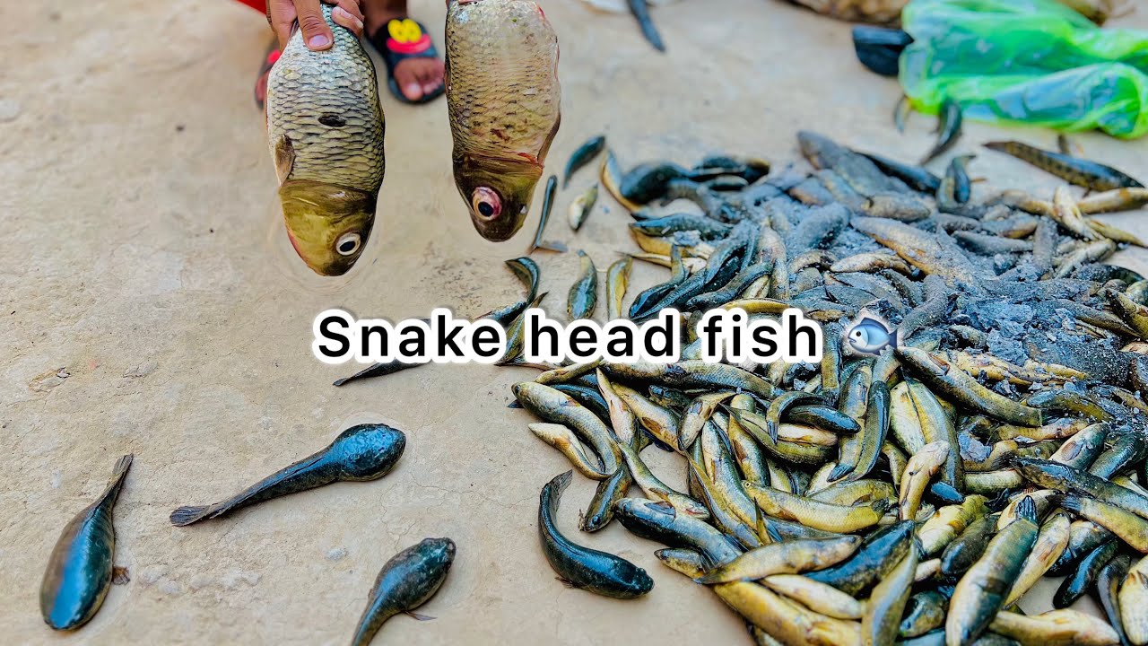 Snack head fish 🐟 Buht Sari Fish pakri|| 5 hours lagen fish saaf krny ...