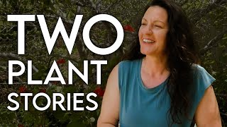 PLANT STORIES | Yerba Santa & Poison Oak