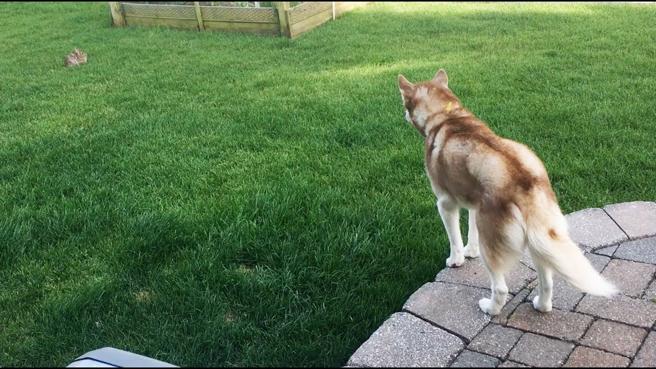 Siberian Husky vs. Bunny - YouTube