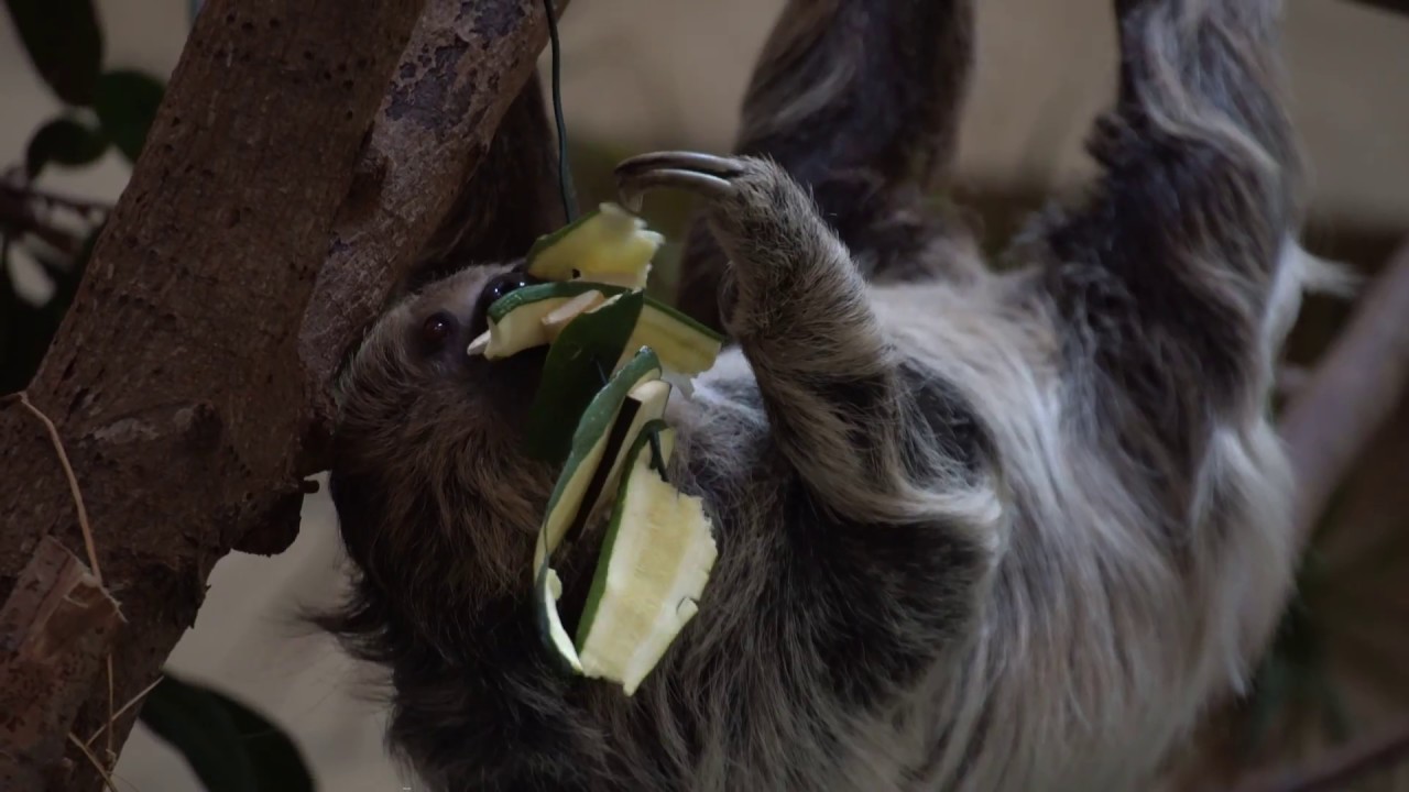 Close Up of Sloth at Chester Zoo Eating Tea. - YouTube