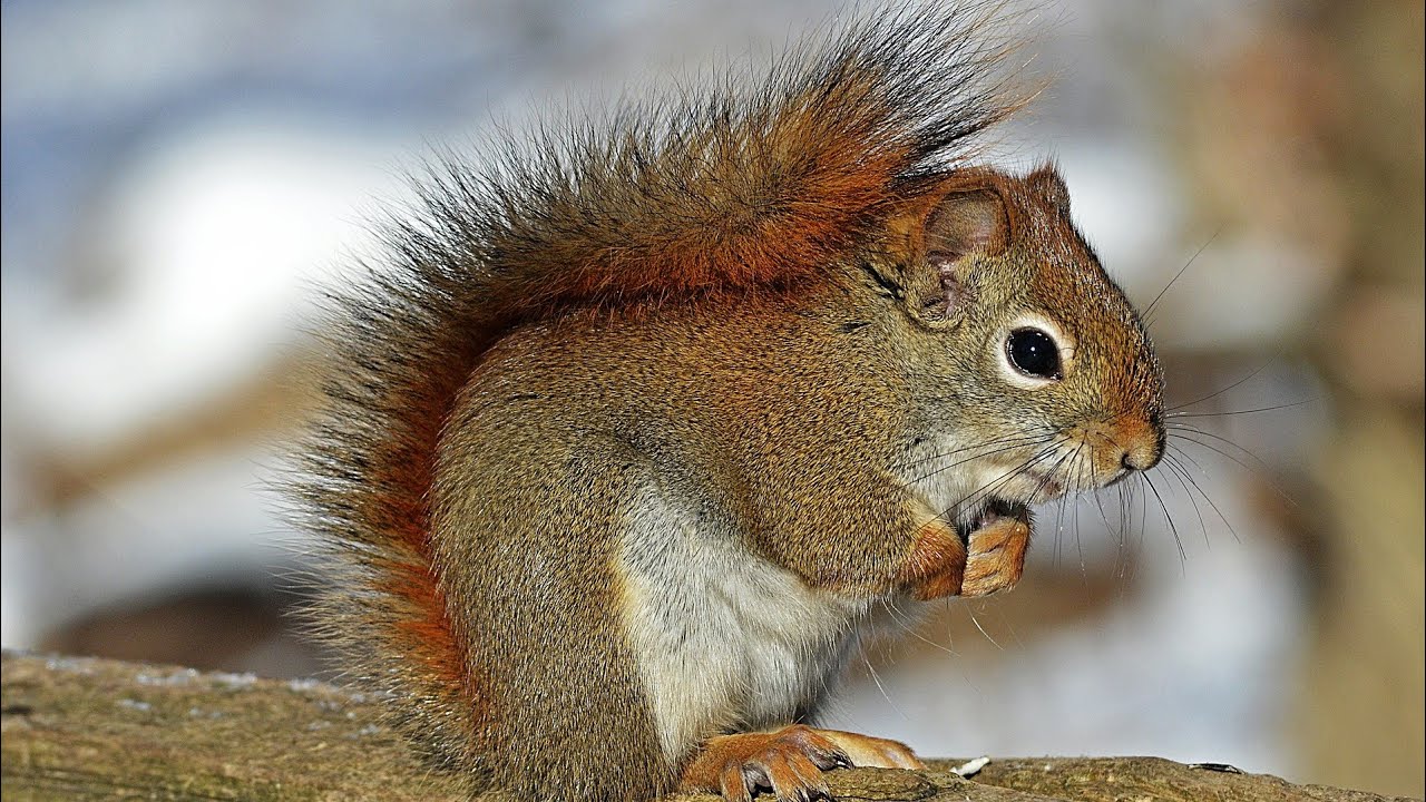 Squirrel Videos For Kids|Squirrel Dance video song|Squirrel Sound # ...