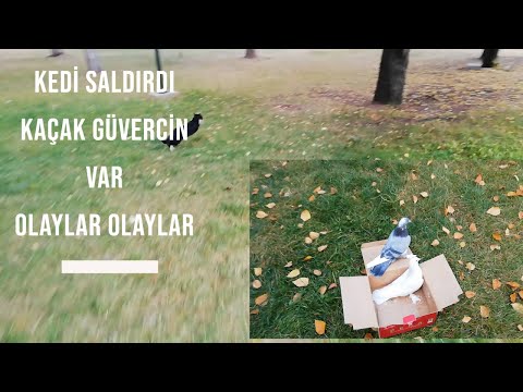7 bin tl ye aldığım ala güvercinleri Attım doğasını buldu yabanilerin arasında kaçak güvercin