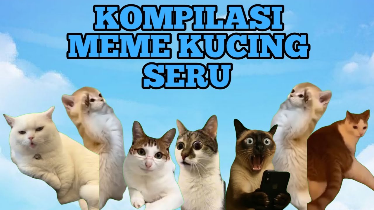 KOMPILASI MEME KUCING SERU! - YouTube