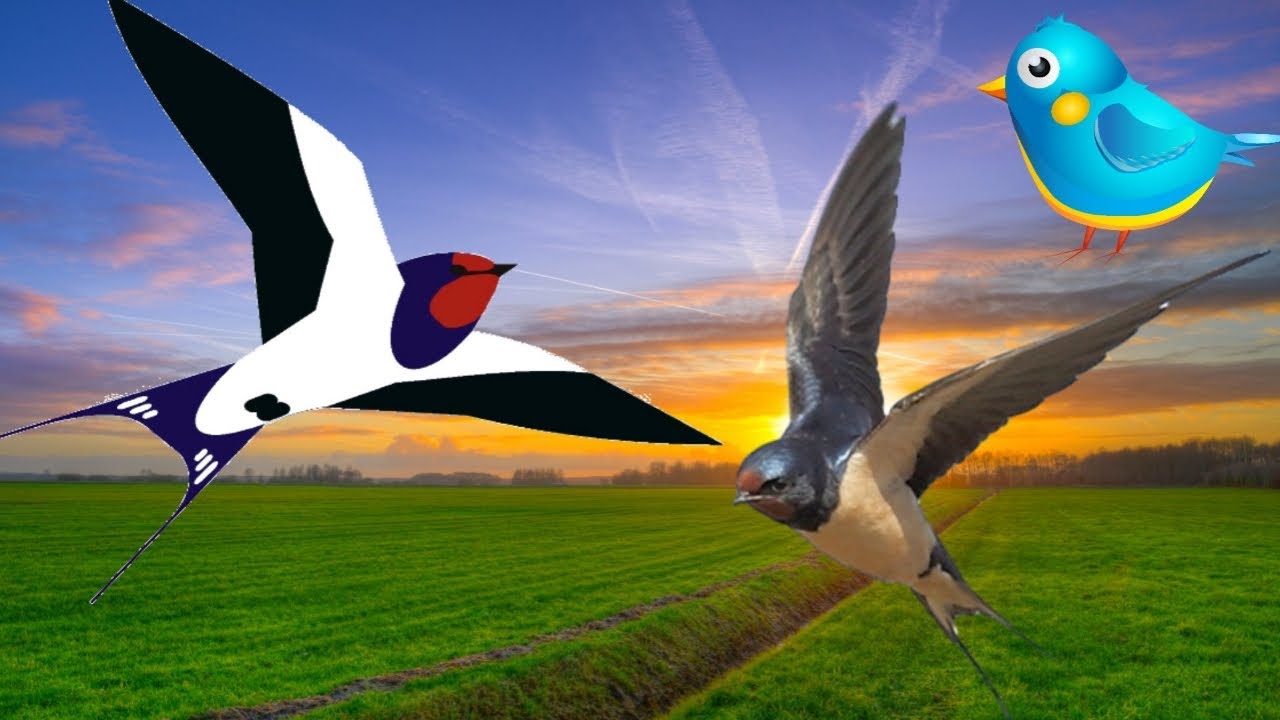 The Sound And Shape Of The Hook Swallow صوت وشكل طائر السنونو الخطاف Youtube