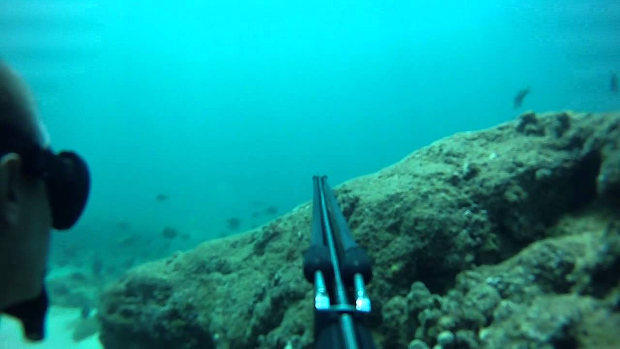 Spearfishing Uhu-parrotfish-bodião - YouTube