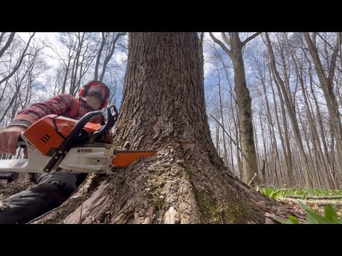 Huge hardwood // directional felling // - YouTube