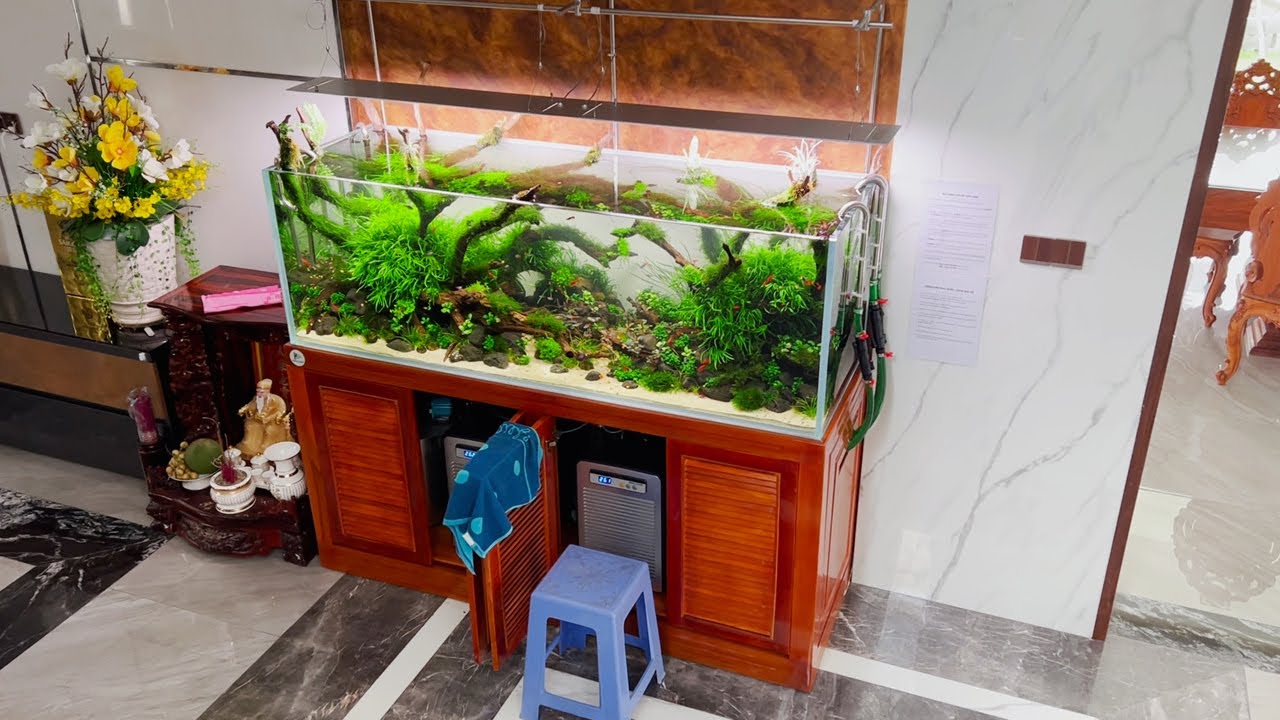 Cắt tỉa cây và thay nền cát mới trong HỒ THỦY SINH #hugoduong - YouTube