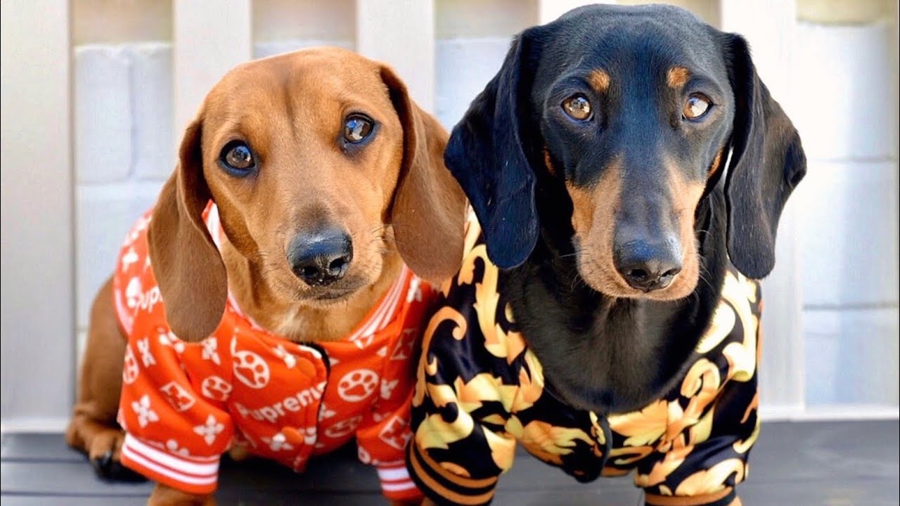 A Normal Day in the Life of Two Wiener Dogs - YouTube