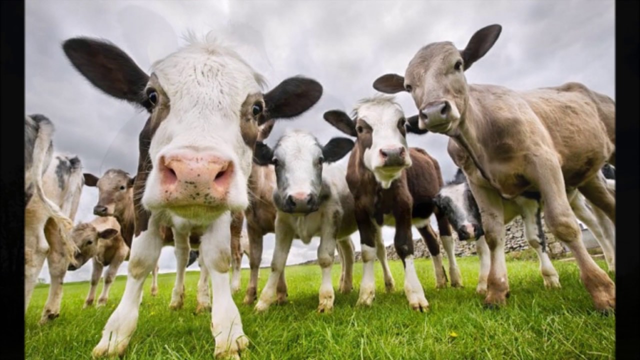 Laila Kinnunen - Cow Cow Boogie - YouTube