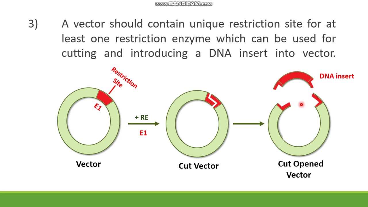 LECTURE 16 ; VECTOR- BASIC INTRODUCTION - YouTube