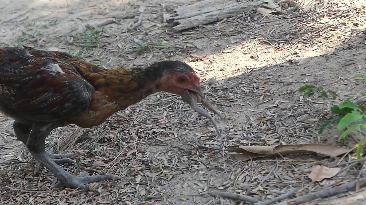 Chicken eating frog - YouTube