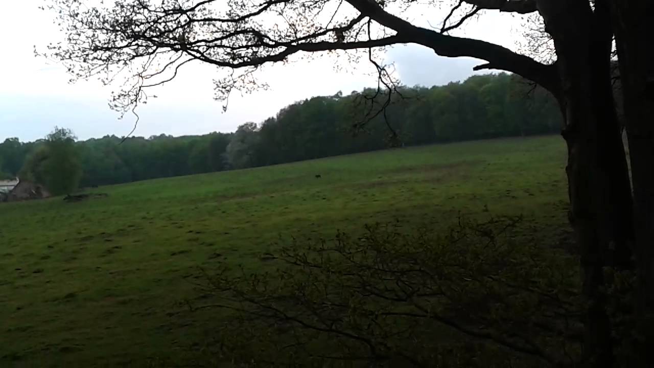 Wild Boar Ireland - YouTube