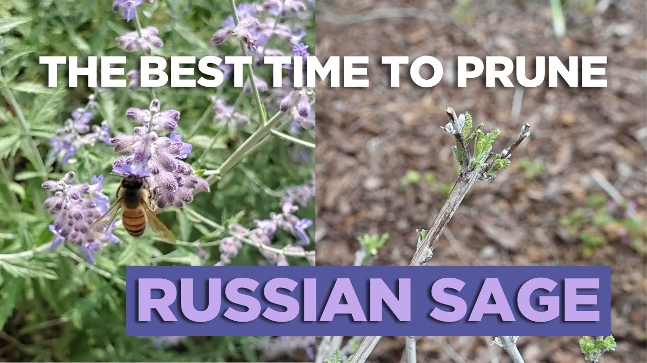 The Best Time to Prune Russian Sage and How To Do It! - YouTube