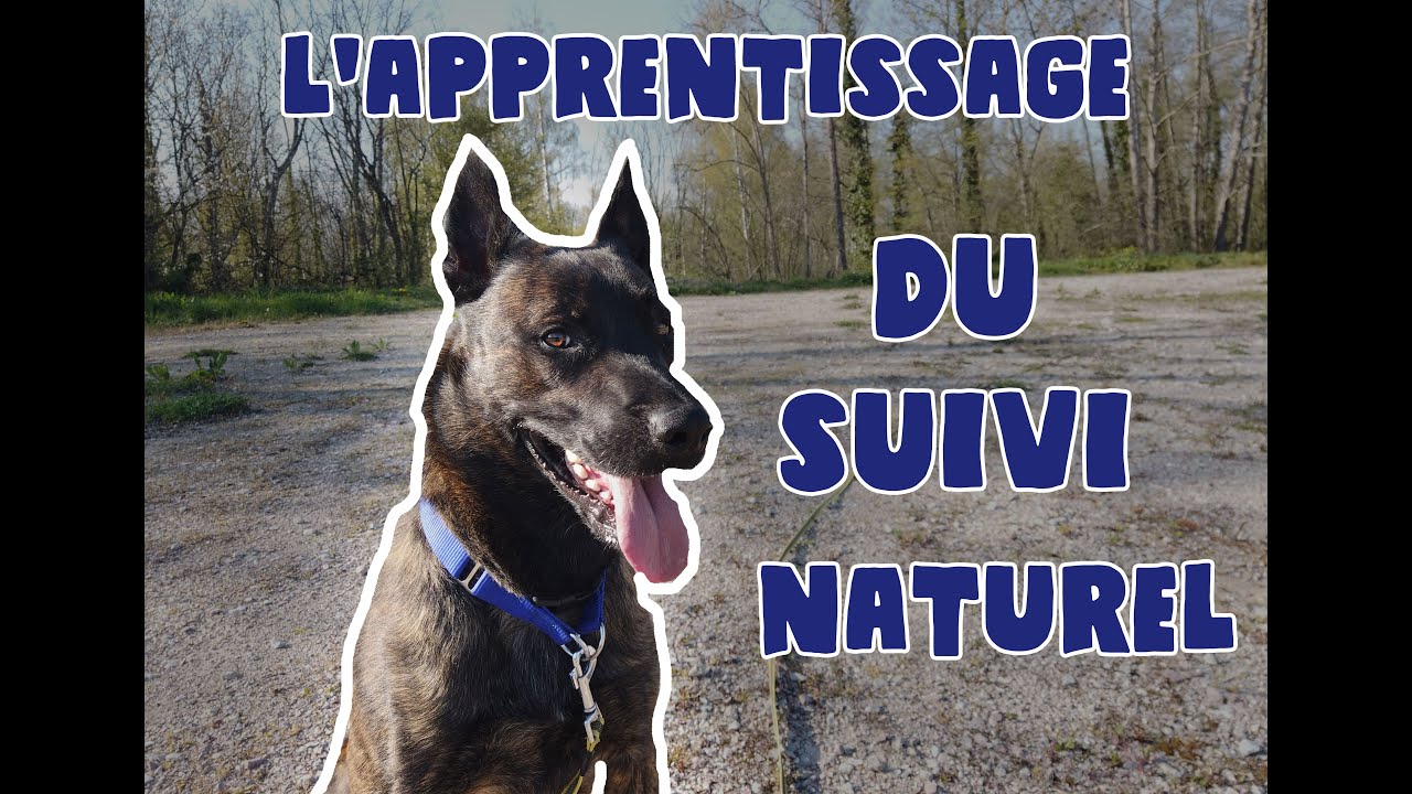 Cynotech Apprentissage Du Suivi Naturel Chien Détaché En Ballade