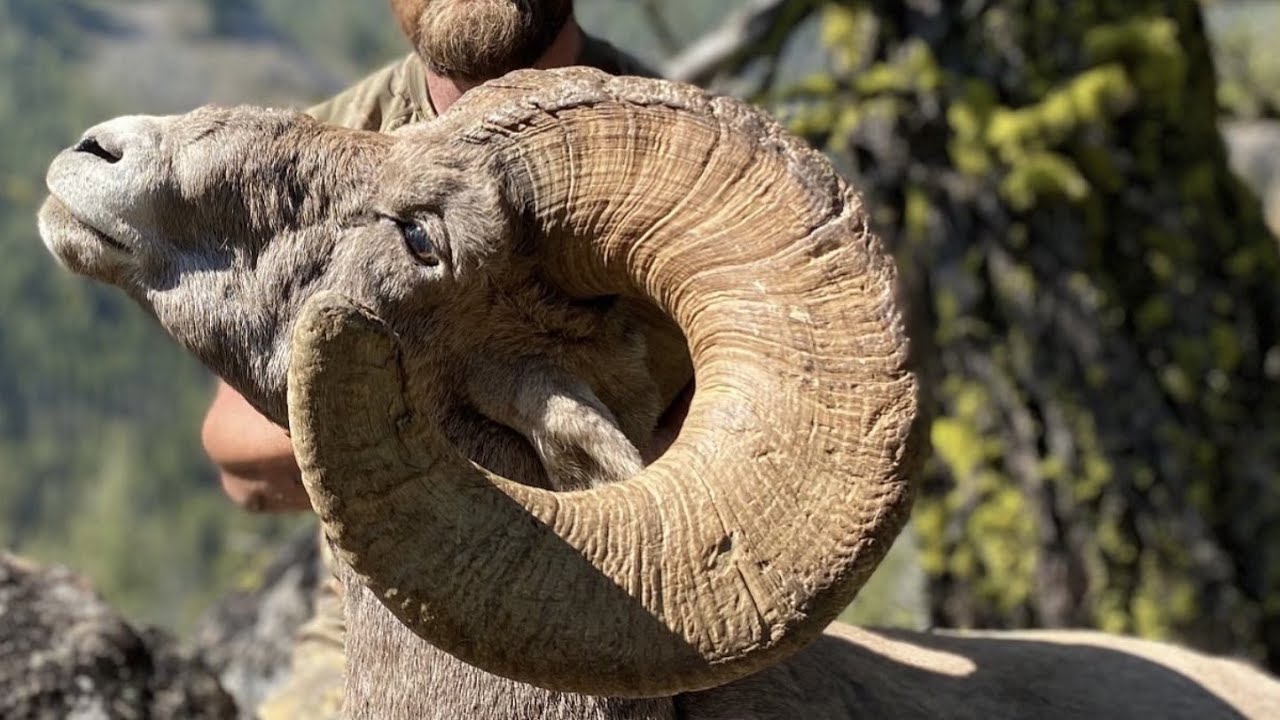 GIANT IDAHO BIGHORN!!! Sheep Hunt - Stuck N The Rut 172 - YouTube