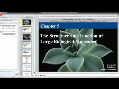 Chapter 5 p1: The structure and function of large biological molecules ...