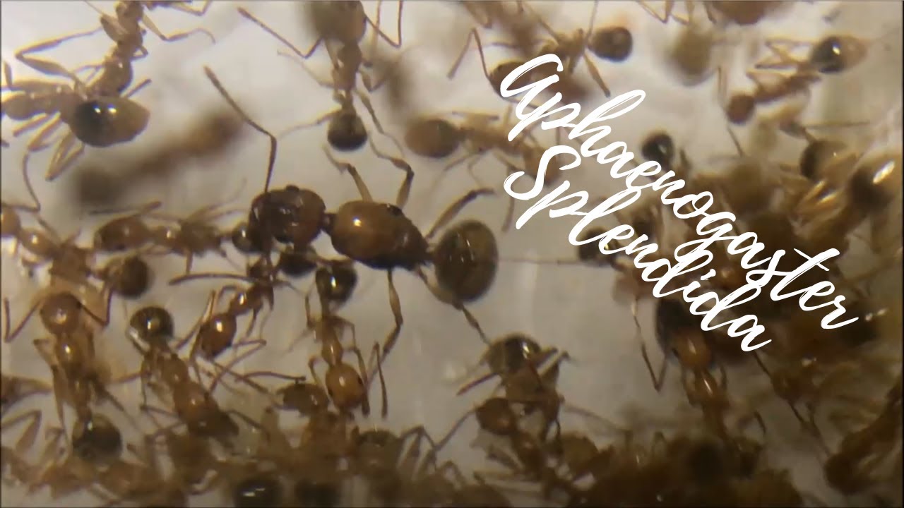 Aphaenogaster Splendida Günlük 2 / Koloni Büyüyor - YouTube