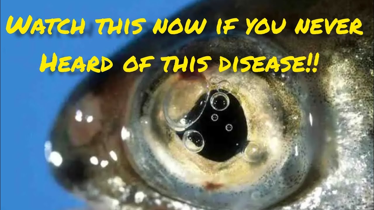 The terrible fish disease that can kill! - YouTube