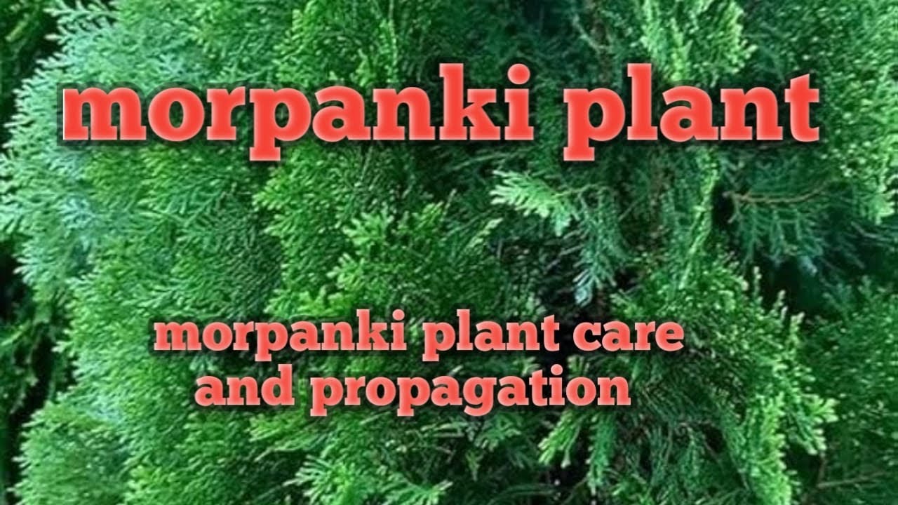 !! Morpankhi plant all care and propagation !! मोरपंखी प्लांट का ...