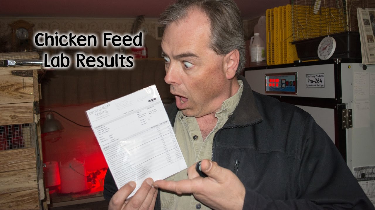 Chicken Feed Lab Results - Make Your Own Feed - YouTube