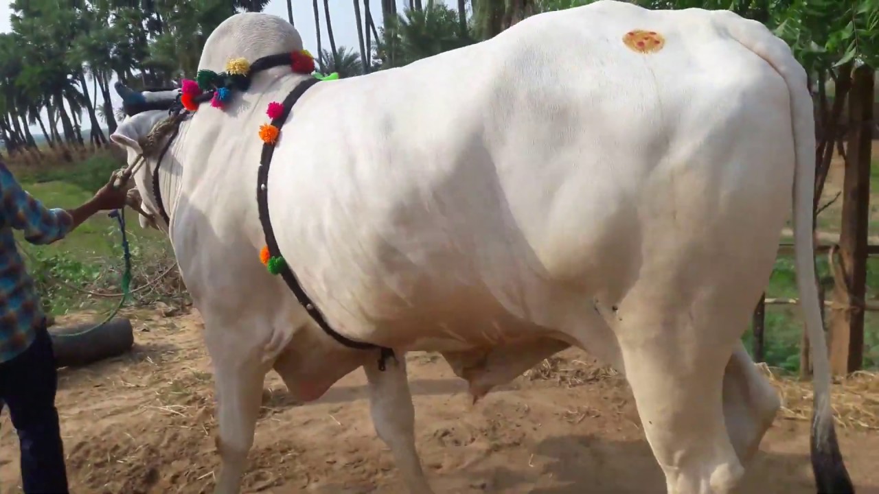 Ongole bulls || Dwaram Narayana Reddy || powerful bull || Ongoleboy ...
