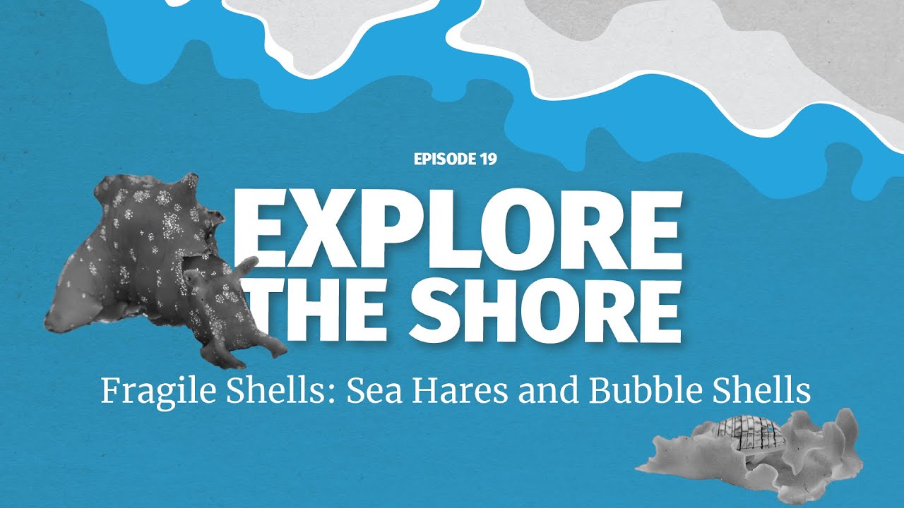 Fragile Shells - Sea Hares and Bubble Shells - the cutest sea creatures ...