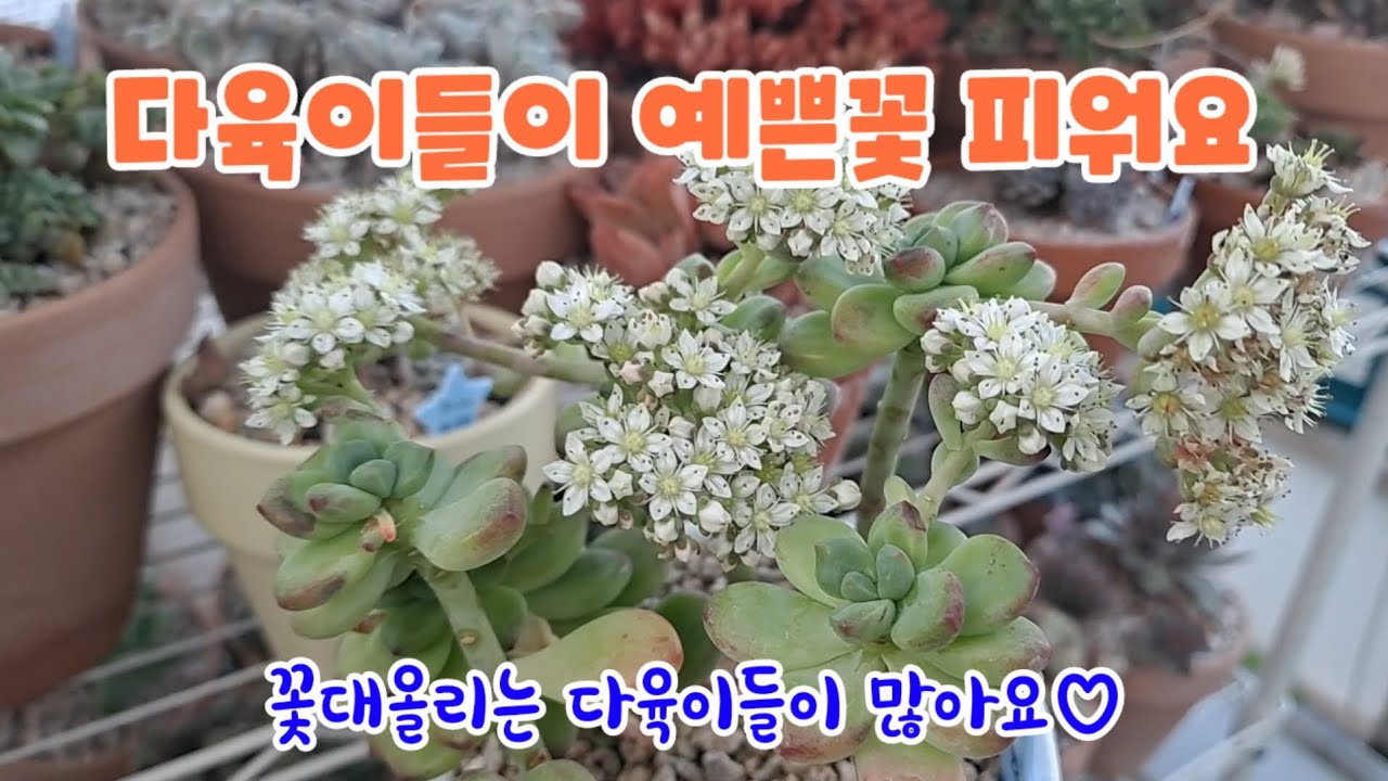 다육이들이 예쁜꽃 피워요 드보라 꽃 너무 예뻐요 꽃대올리는 다육이들이 많아요 다육이 다육식물다육이꽃