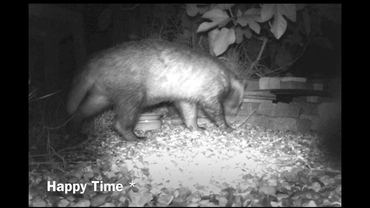 Oh Dear- Young Badger appears to check out the feeding station & update ...