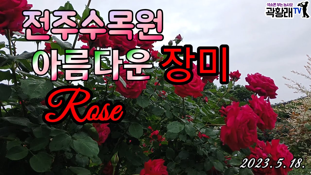 May Queen Rose 5월의 여왕 아름다운 장미꽃이 전주수목원에 한창입니다 - YouTube