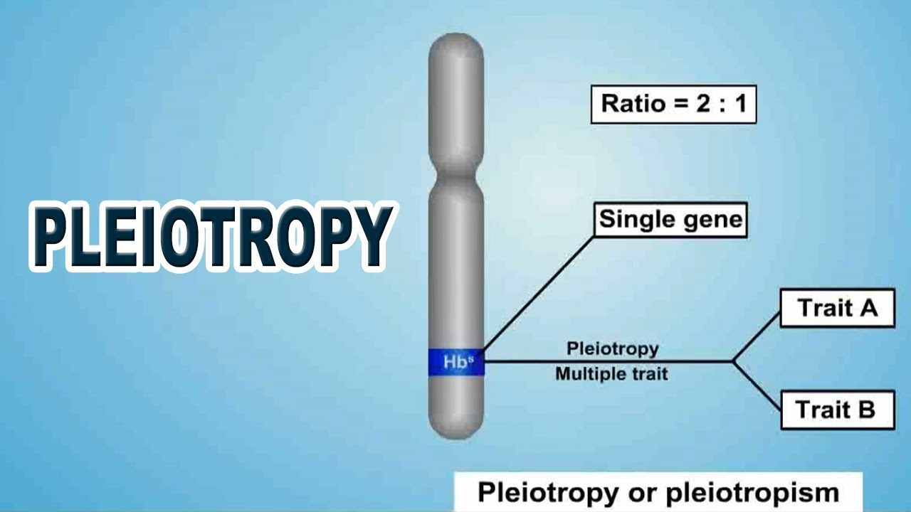 Pleiotropy | 12th Std | Biology | Science | CBSE Board | Home Revise ...