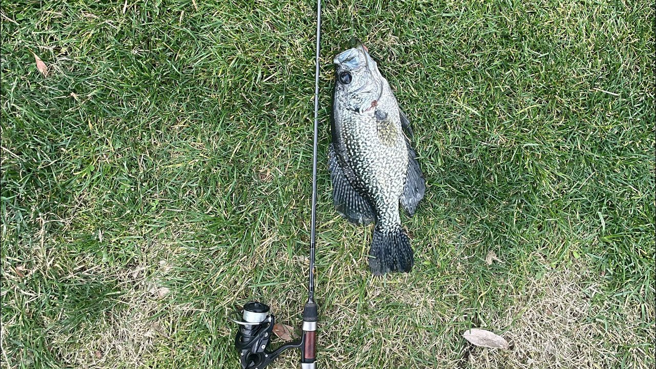 Catching Slab Panfish Multispecies(Crappie,Bluegill,Basss) - YouTube