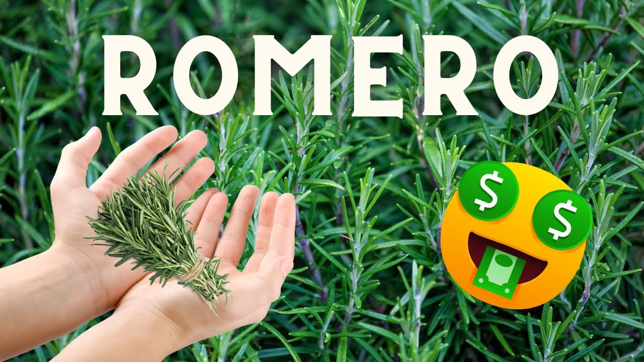 Si usas el Romero tendrás Abundancia y Salud todo el año - YouTube