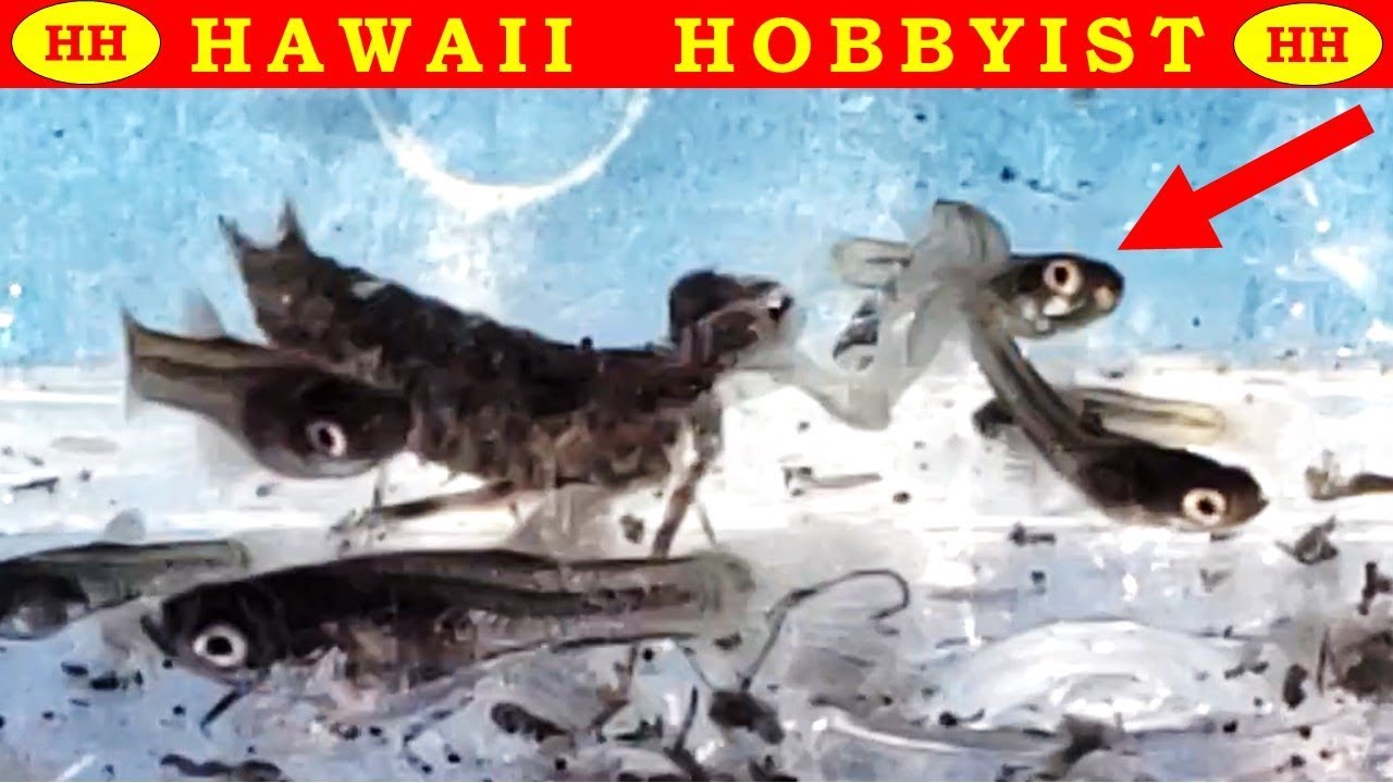 Guppy ATTACKED by Dragonfly Larvae - YouTube