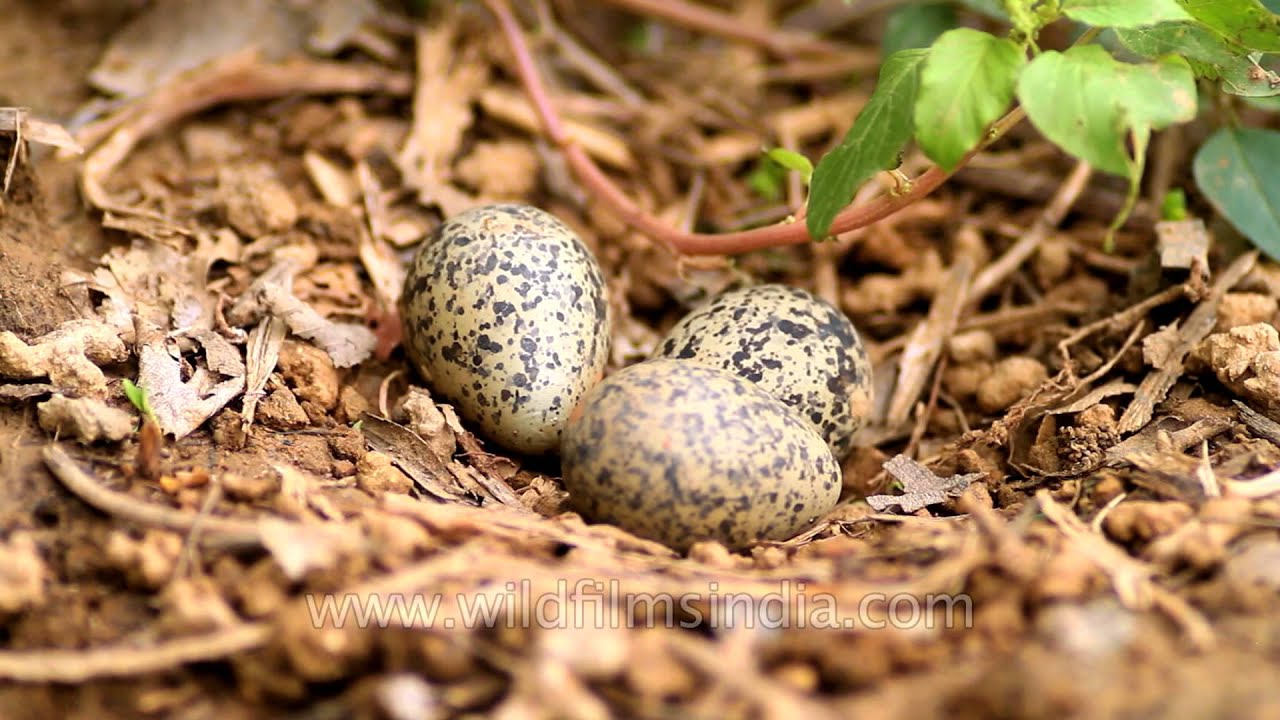 Eggs of a Red-wattled Lapwing - YouTube