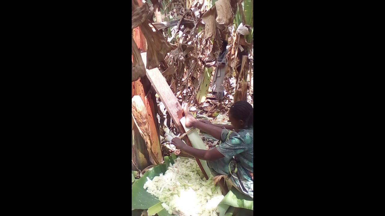 Enset Decorticating machine - YouTube