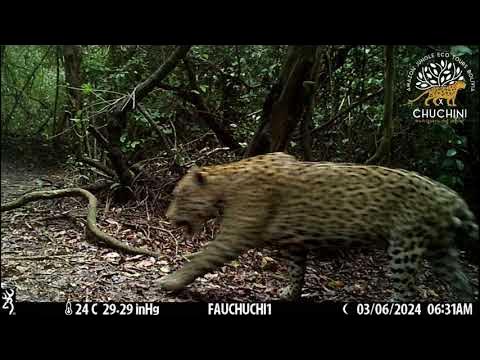 2024 Trail Cam Rainforest - [Camera Trap] Amazon Wildlife Jungle ...