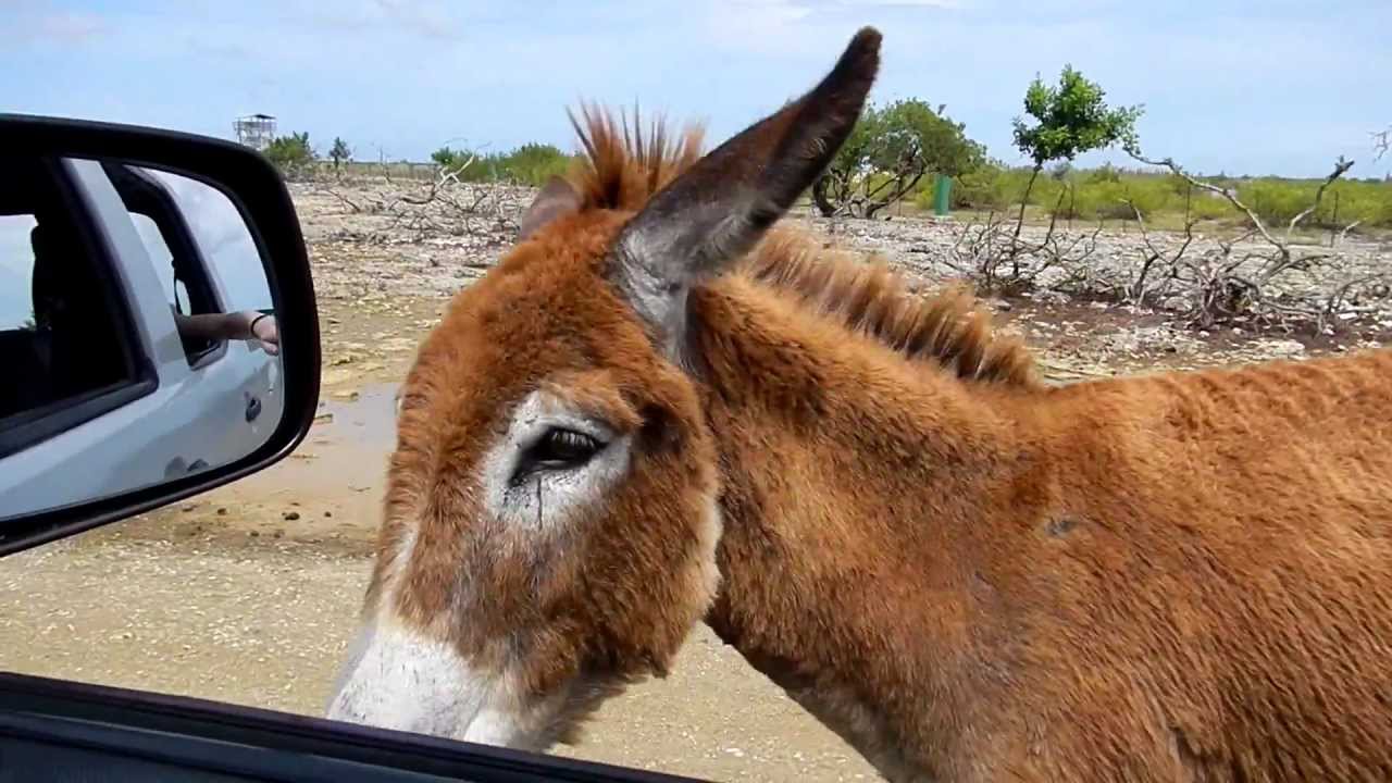 Donkey Sanctuary, Bonaire - YouTube